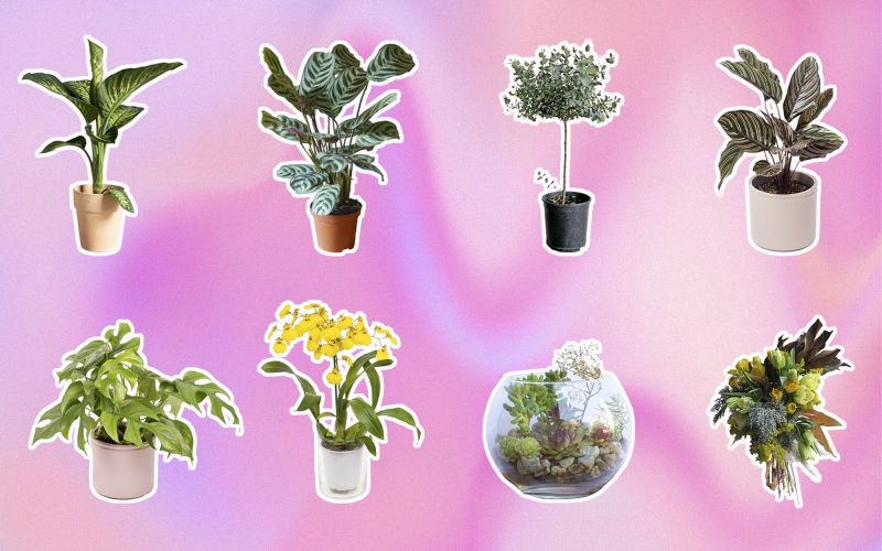 10 piante e fiori da regalare (o regalarsi) - nss G-Club
