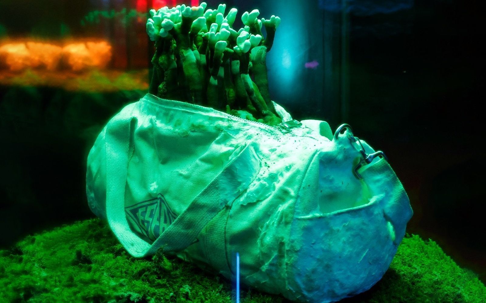 Could mushrooms be the future for textile waste disposal? - nss magazine