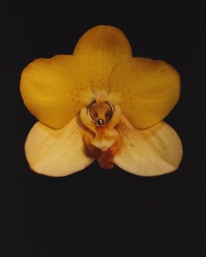 Clitoral piercing: what to know