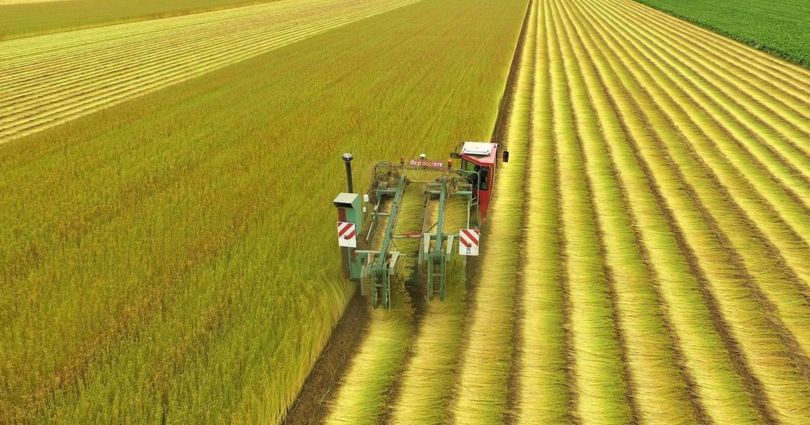 Promising flax crops for summer 2024 - nss magazine