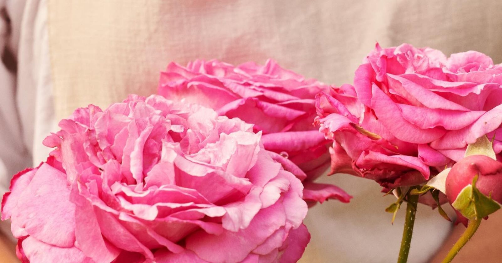Rose: benefits for the skin - nss G-Club